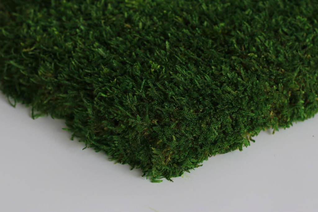 Plant and Moss Walls - Vibe Architecture